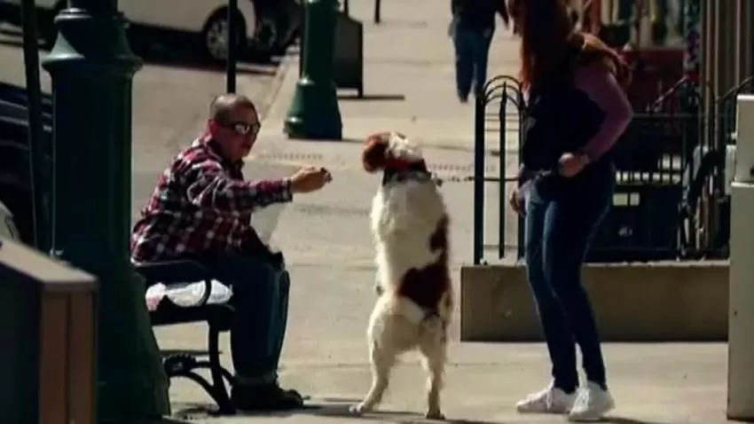 Dexter, el perro que ha aprendido a caminar como los humanos
