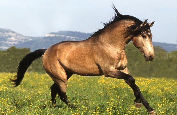 Los caballos más exóticos y deslumbrantes del planeta