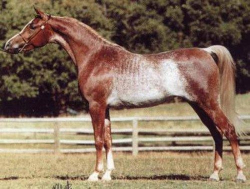 Los caballos más exóticos y deslumbrantes del planeta