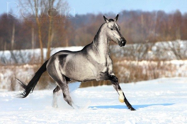 Los caballos más exóticos y deslumbrantes del planeta