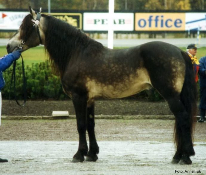 Los caballos más exóticos y deslumbrantes del planeta