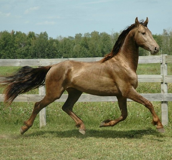 Los caballos más exóticos y deslumbrantes del planeta