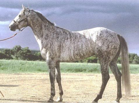 Los caballos más exóticos y deslumbrantes del planeta