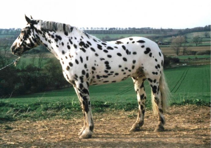 Los caballos más exóticos y deslumbrantes del planeta