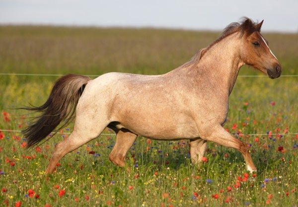 Los caballos más exóticos y deslumbrantes del planeta