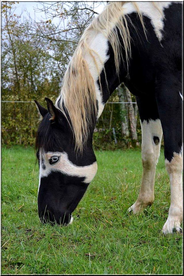 Los caballos más exóticos y deslumbrantes del planeta