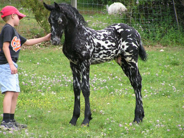 Los caballos más exóticos y deslumbrantes del planeta