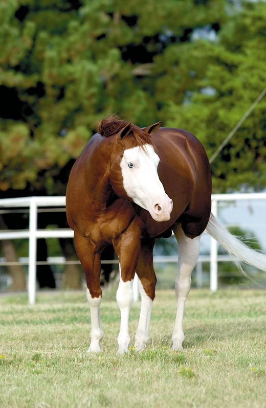 Los caballos más exóticos y deslumbrantes del planeta
