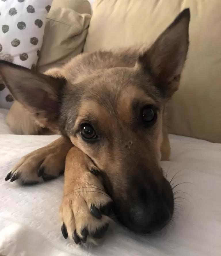 Coco, el nombre preferido por los murcianos para su perro en 2021