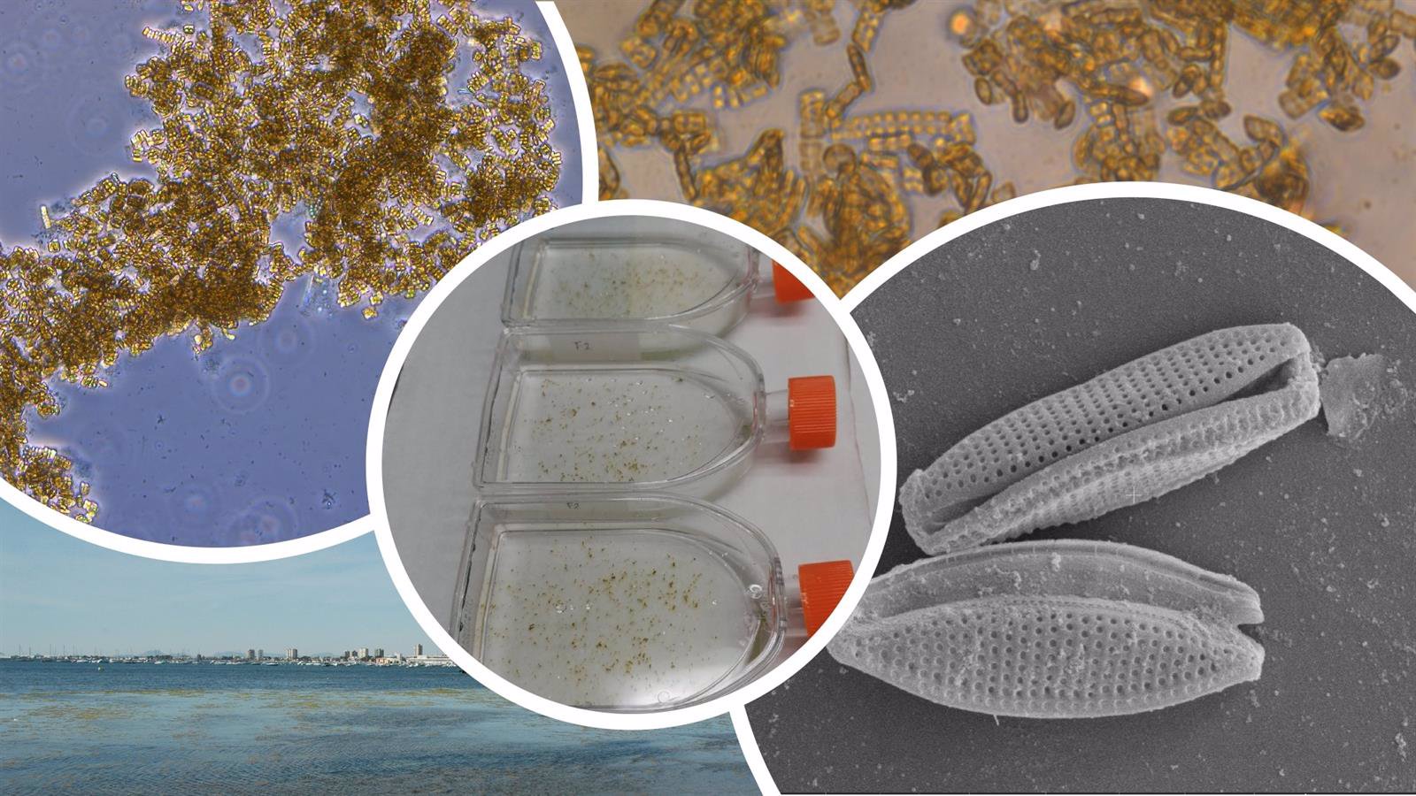 Una investigación de la UMU estudia las aplicaciones de las microalgas ...